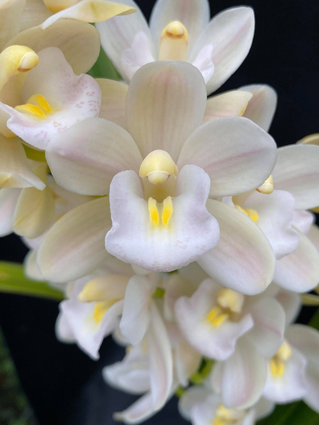 (Dolly x Janis Lin) 'A' – Wains Orchids