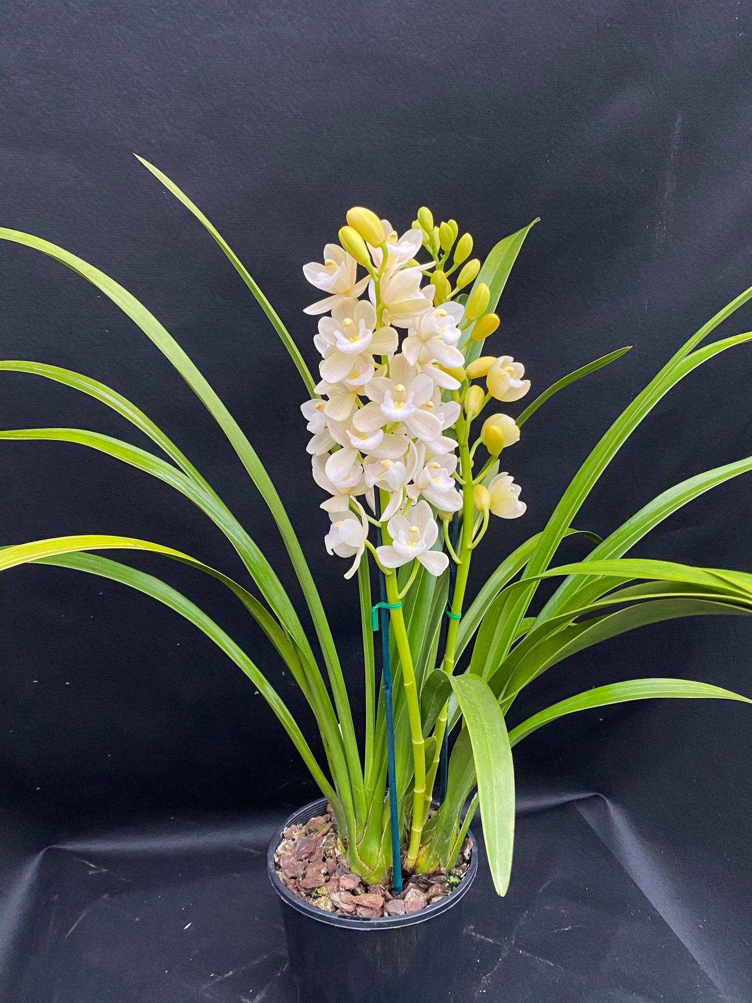 (Dolly x Janis Lin) 'A' – Wains Orchids